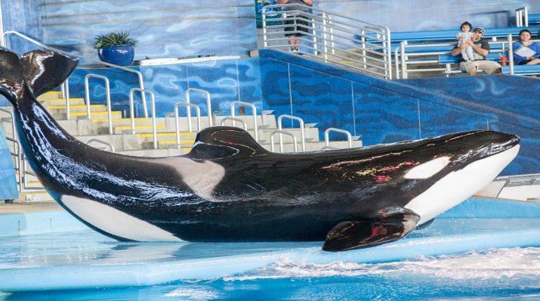 15 Fantastic Things to Do at SeaWorld San Antonio - Kidventurous